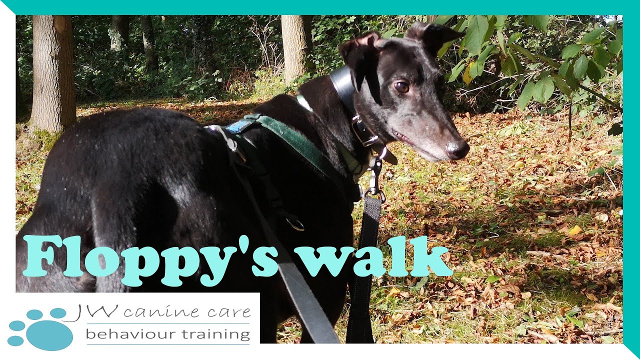 An autumn walk with Floppy the greyhound - YouTube