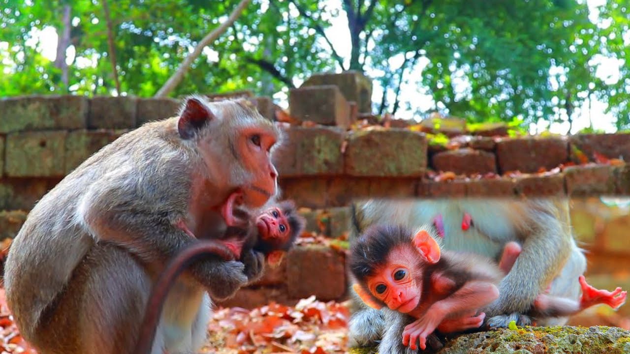 Voila Warming Hugs Beloved Baby Vincent | The monkeys - YouTube