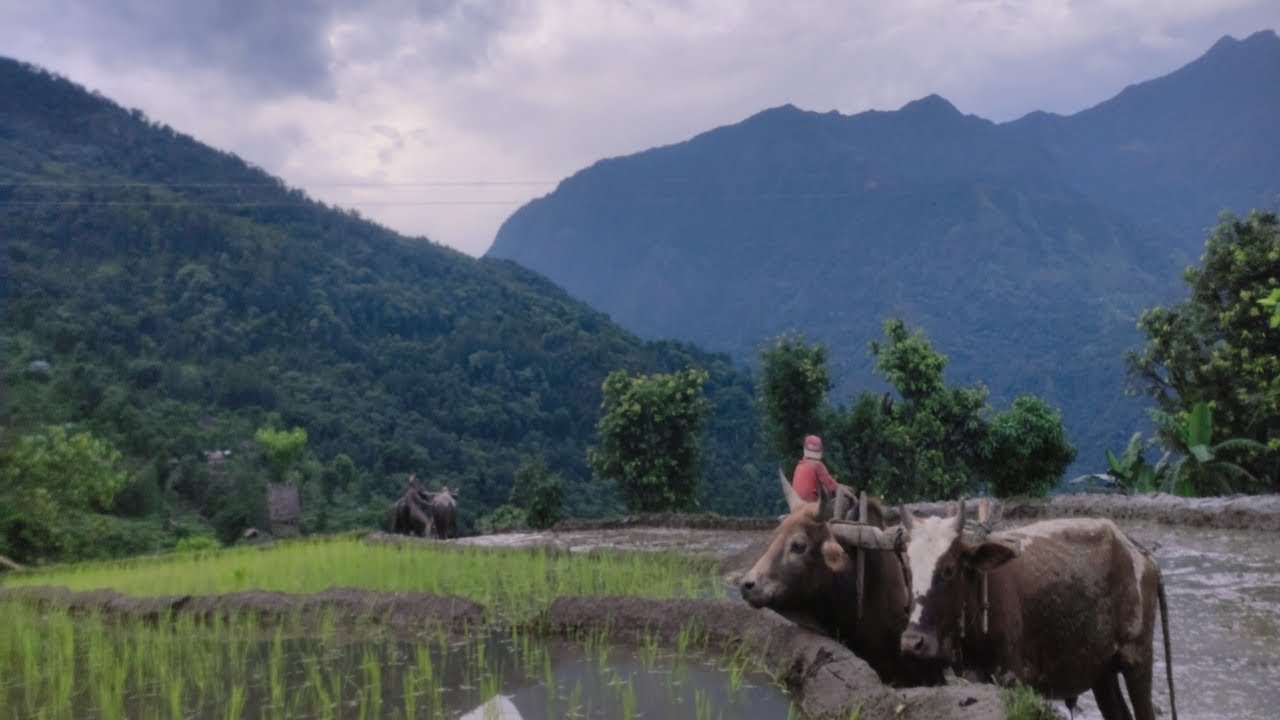 Ropai in Nepal / Rice Cultivation in Nepal / Nepali mountain lifestyle ...