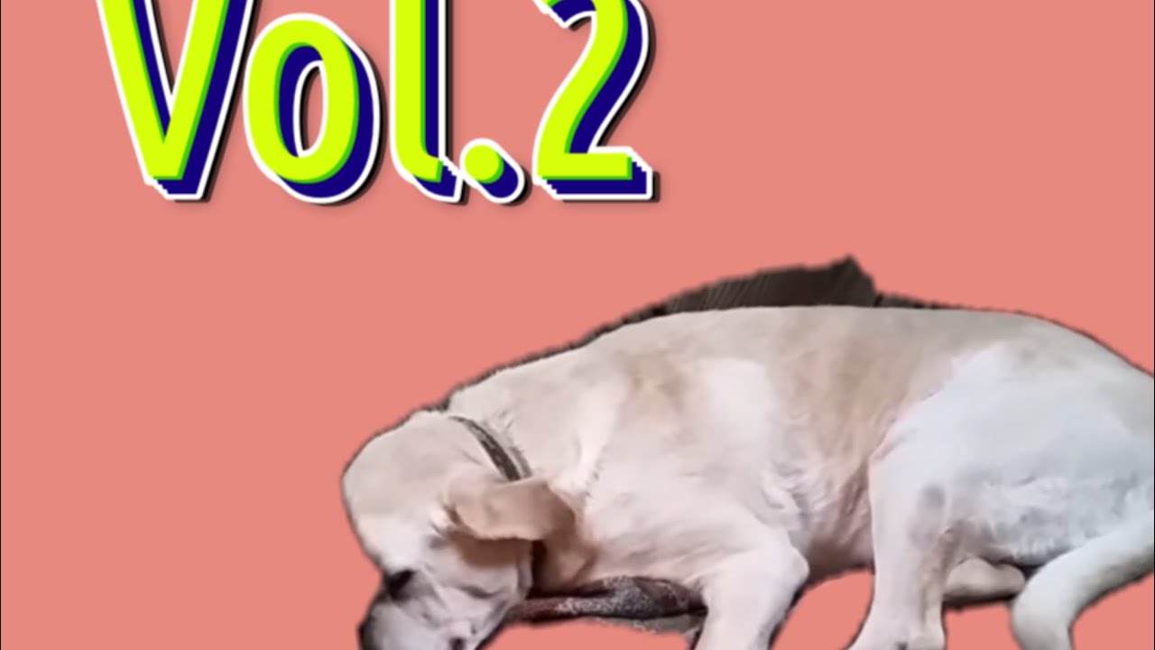 Denver The Guilty Dog Vol.2 @foodplot - YouTube