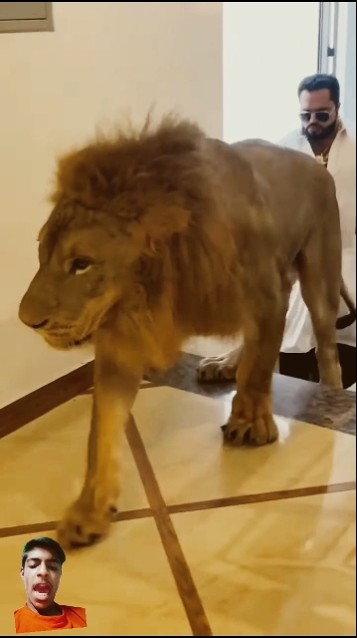 Mufasa in home 😱!! #tigerlion #lion #tiger #animals #lionking #shorts # ...