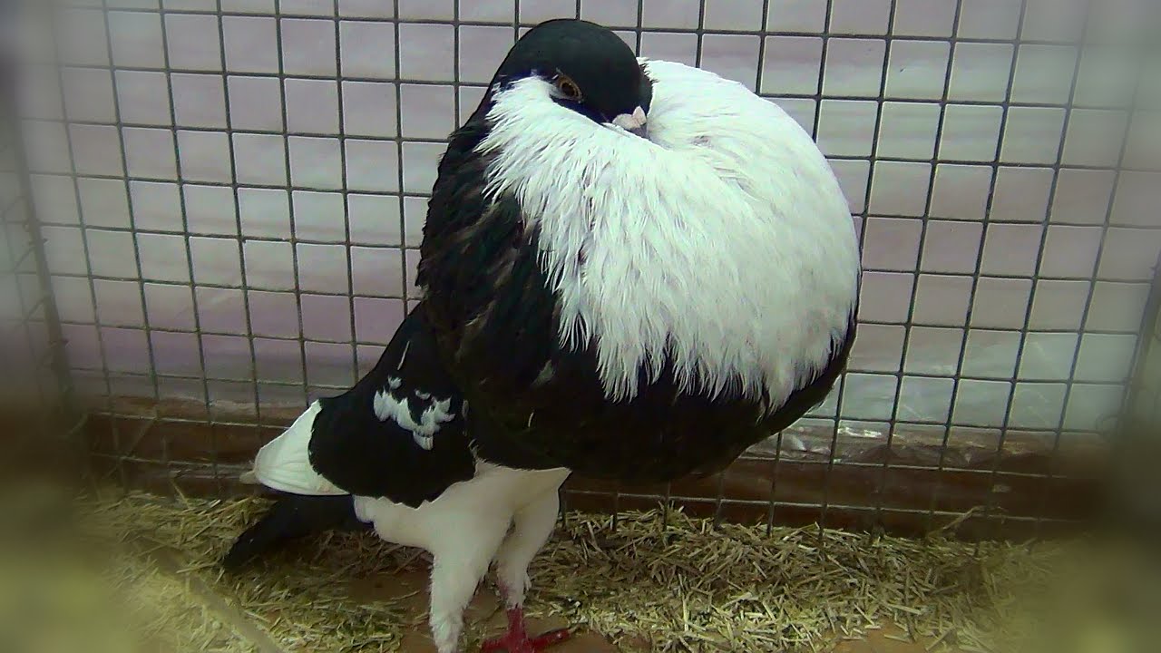 Boulants de Norwich - Pouter - Kröpfer - YouTube