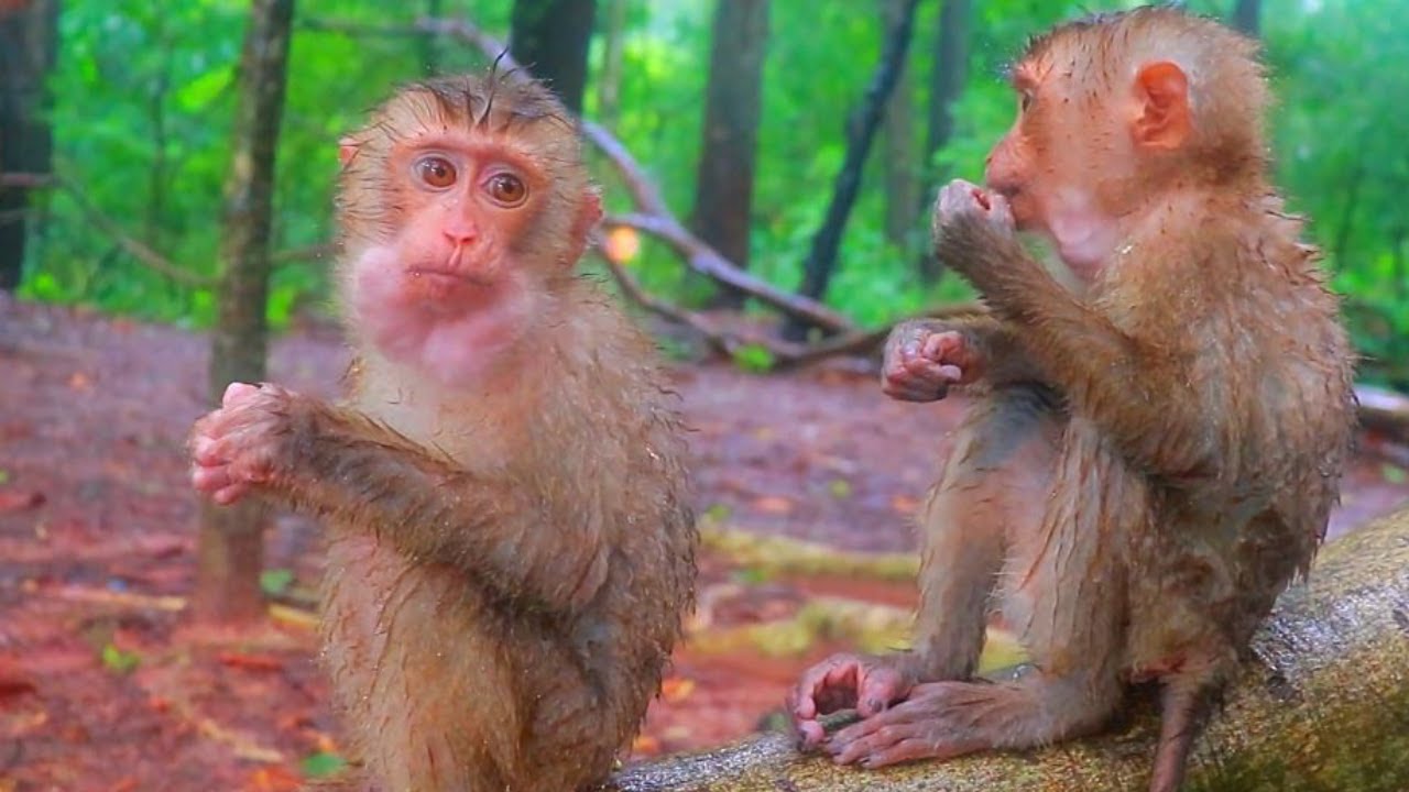 MONKEYS Are Smarter Than You Think! | Zury And Snoopy - YouTube