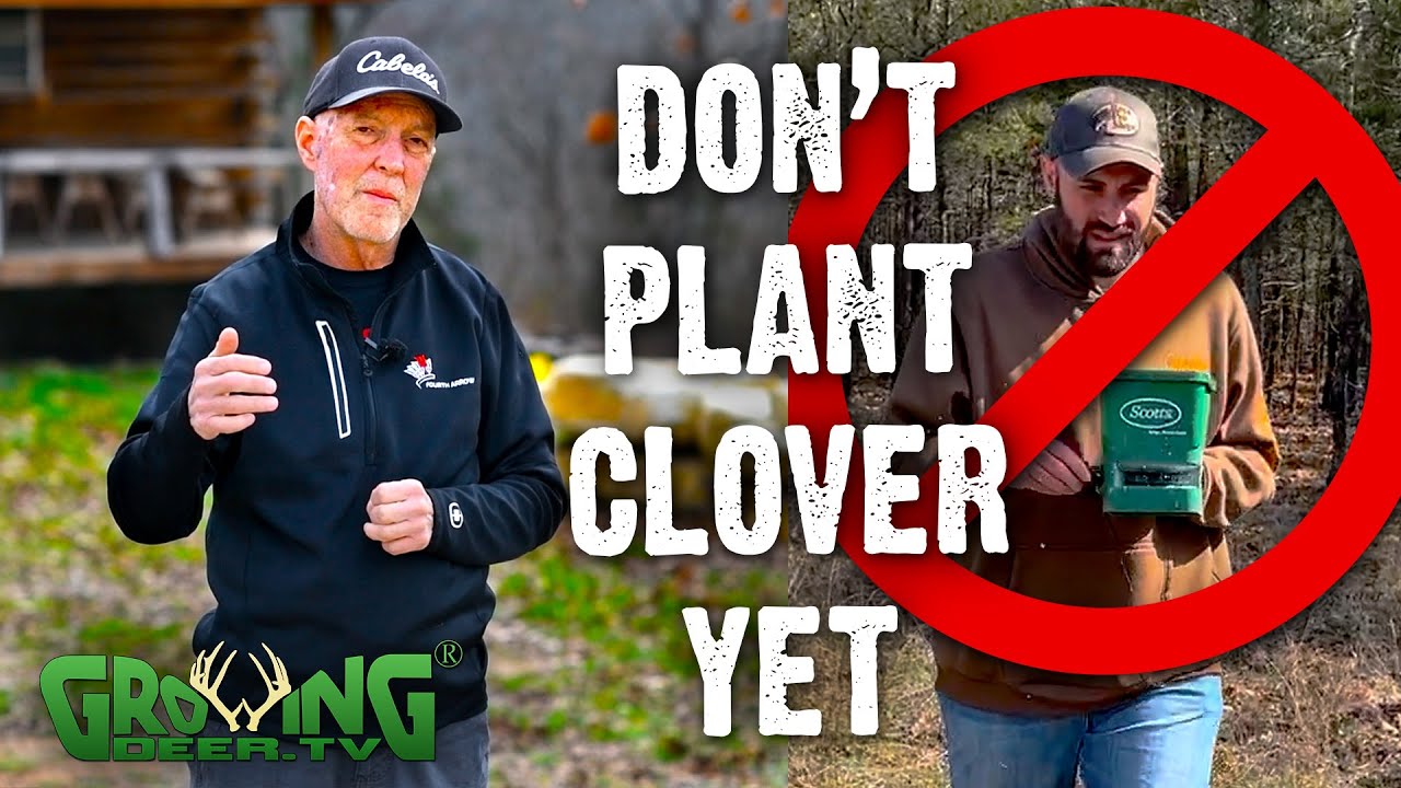 Best Time to Plant Clover Food Plots - YouTube