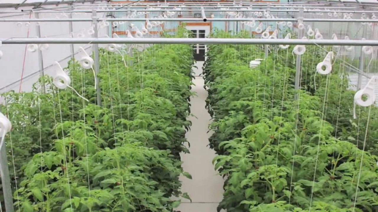 Commercial Greenhouse Tomato Production