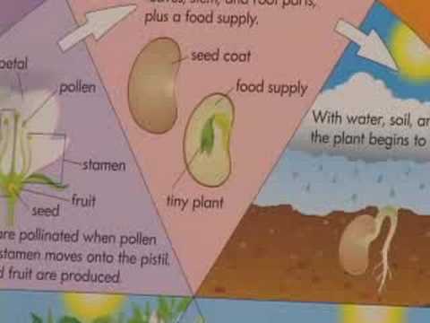 Flowers in the Classroom - Science Seed Dispersal 5-8 - YouTube