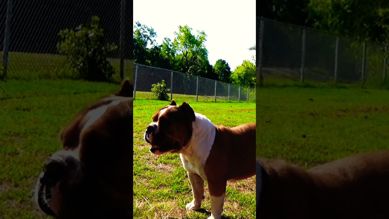 Exotic Bully Stud At Hard Cut Bully Kennels🔥🔥🔥💯#shorts #bully - YouTube