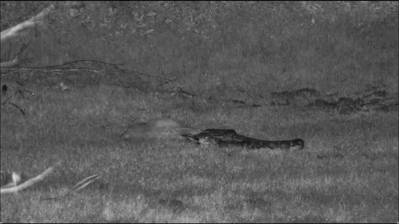 Python Catches An Impala Too Big To Swallow - YouTube