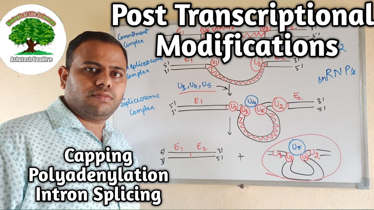 Post Transcriptional Modifications of Eukaryotic mRNA (Capping ...