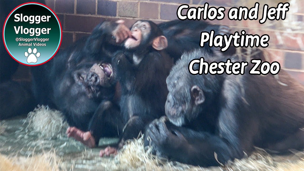 Baby Chimpanzee Jeff Plays with Carlos at Chester Zoo - YouTube