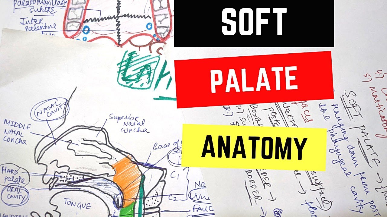 SOFT PALATE ANATOMY - YouTube