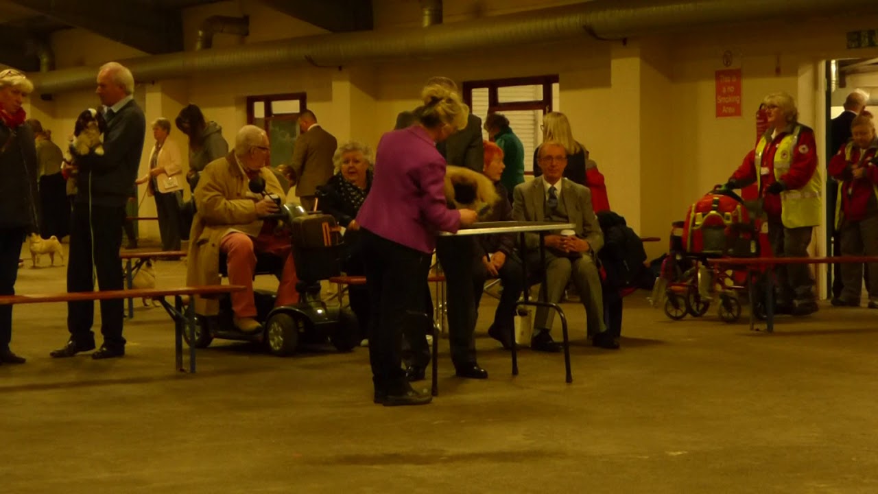 UK Toydog Ch.Show 2018, Pekingese, Minor Puppy Dog Class. - YouTube