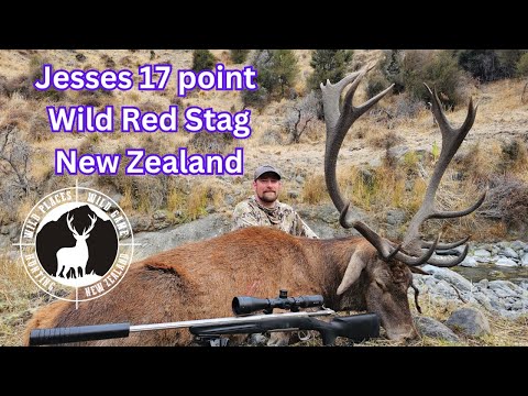 Jesses 17 point Wild Red Stag New Zealand - Vlog 7 - YouTube