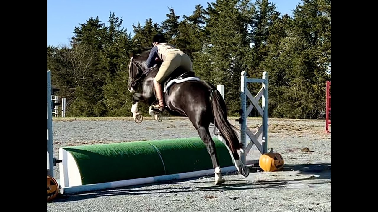 SOLD - Thunder - 2018 Shire cross gelding - flat and jumping November ...
