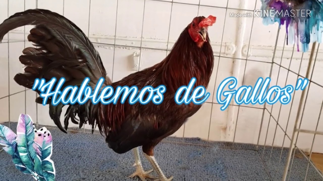 Leiper con Brown Red - YouTube