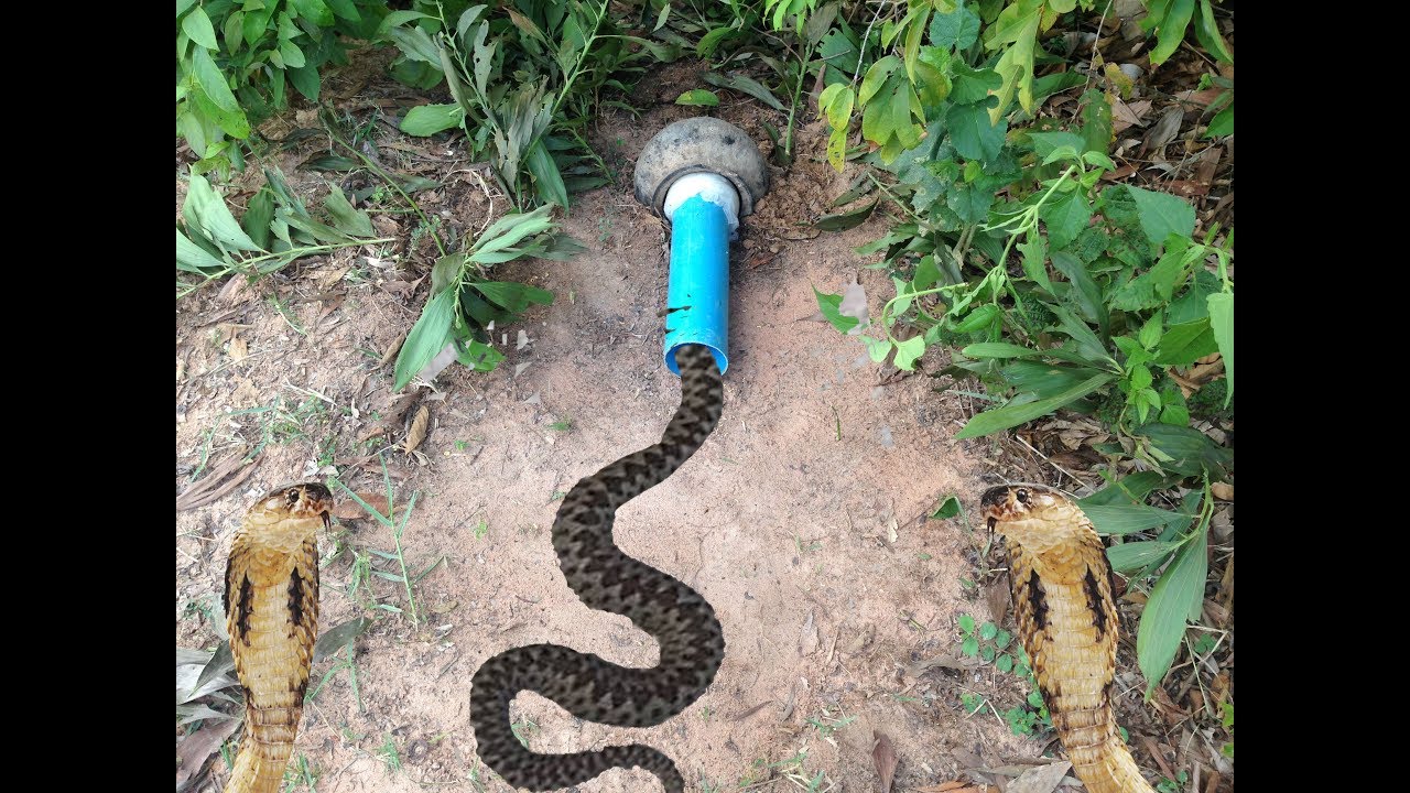 Wow! Amazing Smart Little Girl Catch Big Snakes Using Fan Guard Trap ...