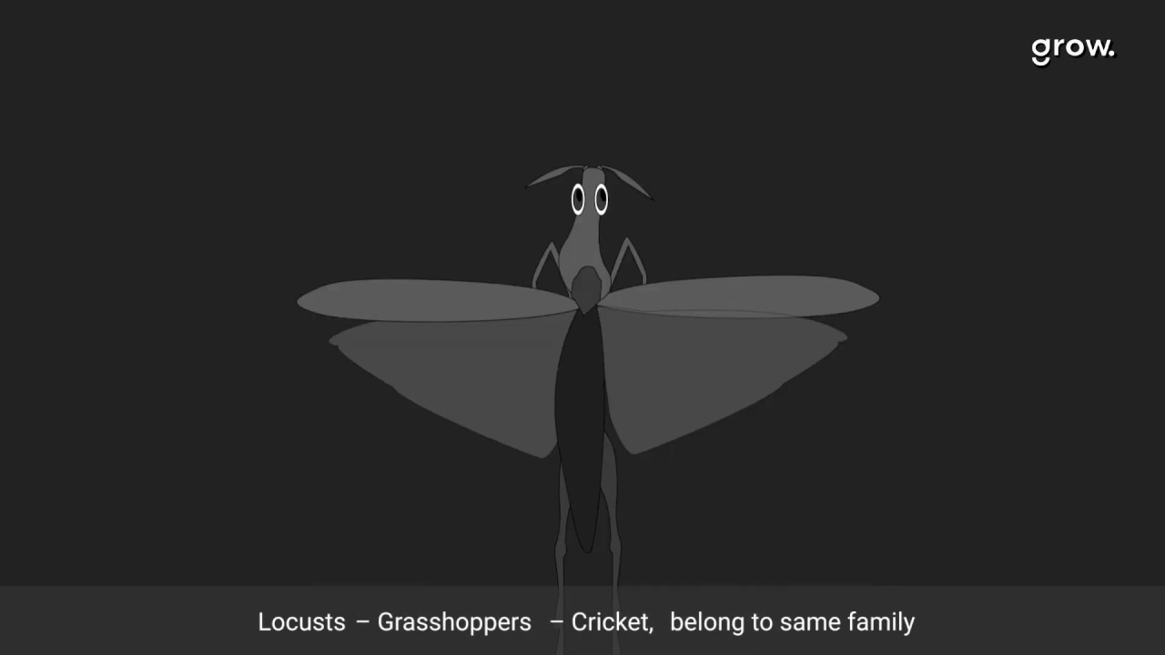 Locusts: The Destructive Creatures | Animation | Documentary | Content ...