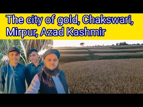 The city of gold Chakswari Mirpur Azad Kashmir | زمین سے سونا ایا گندم ...