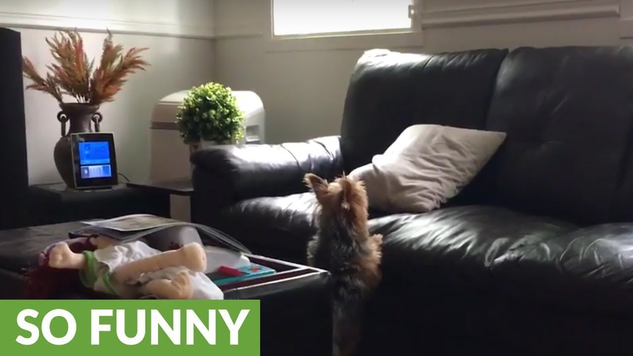 Paranoid dog freaks out over pillow on the couch - YouTube