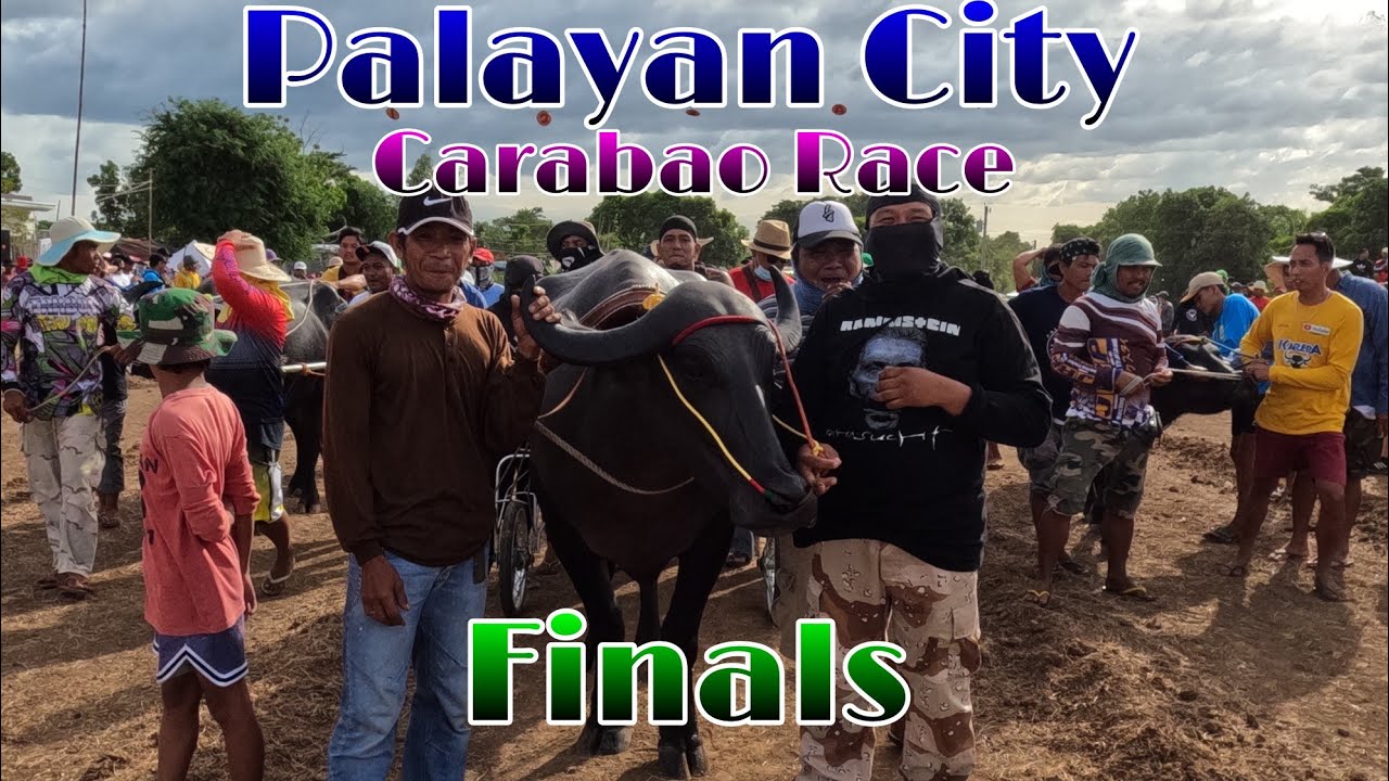 EO,437. Palayan city carabao race FINALS - YouTube