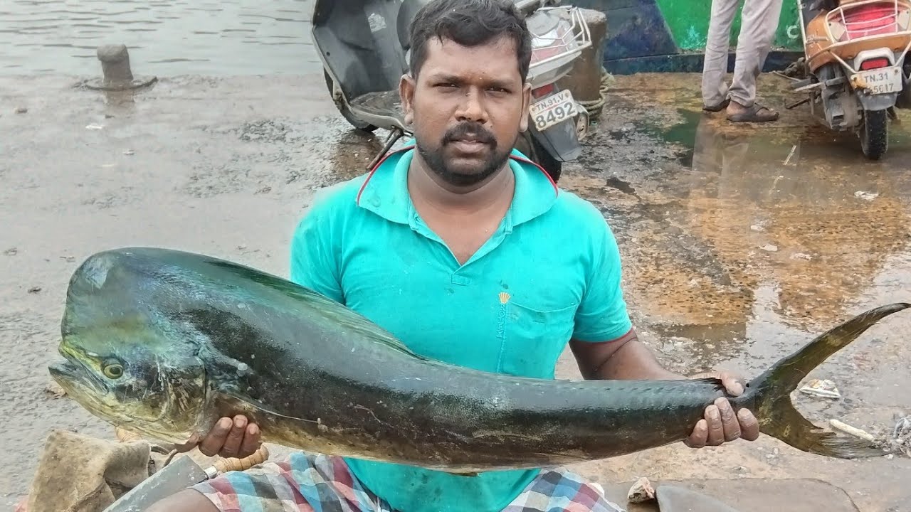 Fish skin removing video|amazing fish cutting|speed fish cutting - YouTube