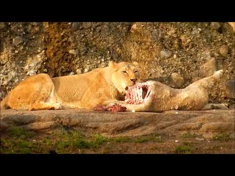 Lion eating its prey - YouTube