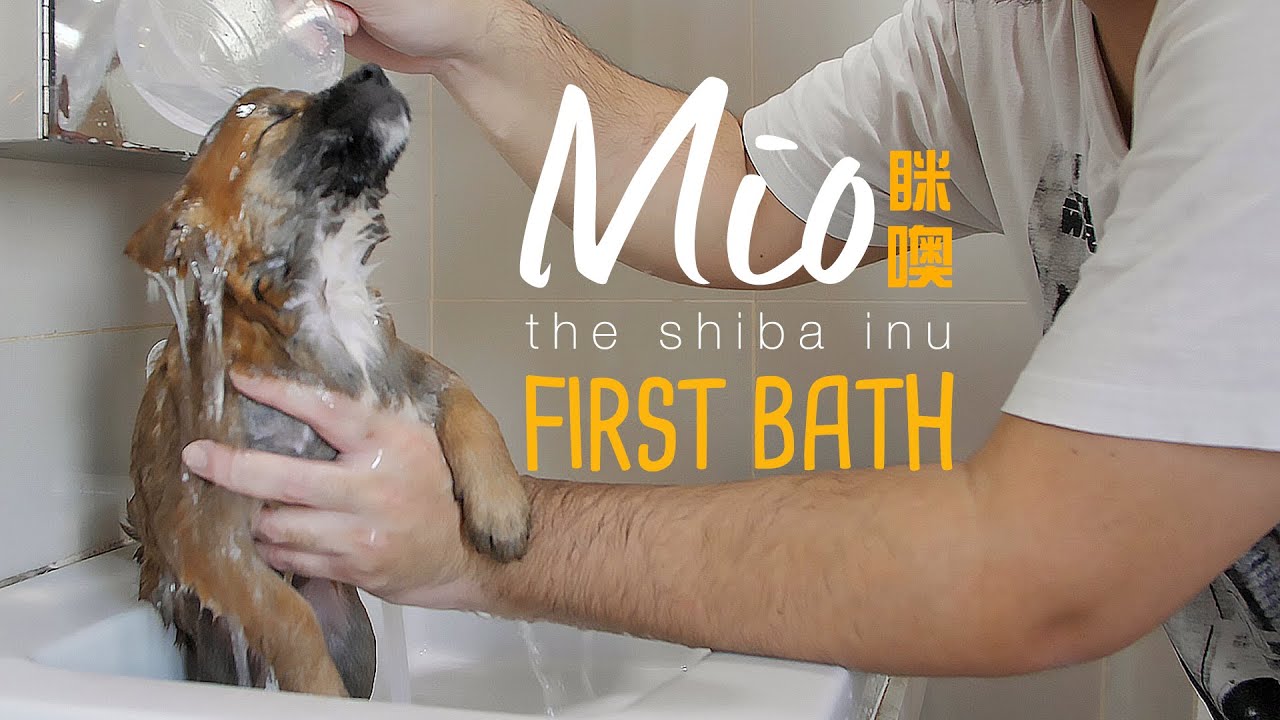 Shiba Inu puppy's first bath l Mio the Shiba - YouTube