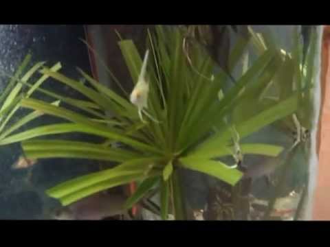 Bine qesebesi аквариум и рыби