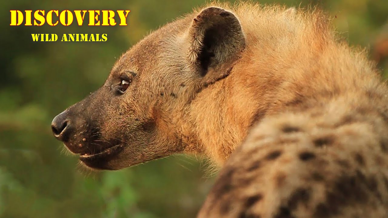 Discovery Wild Animals: Amazing facts about hyena.African scavengers ...