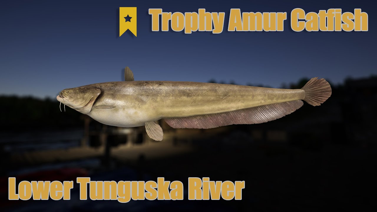 Russian Fishing 4 - Lower Tunguska River, Trophy Amur Catfish - YouTube