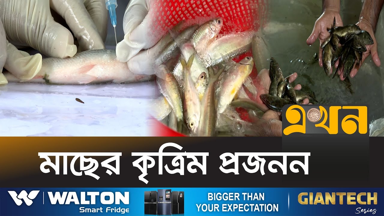 পুকুরে চাষ হচ্ছে বিলুপ্তপ্রায় ভেদা মাছ | Veda Fish Artificial ...