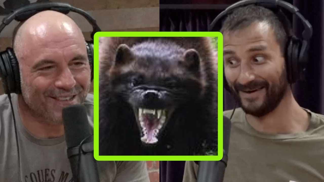 “Alone” Winner Jordan Jonas Tangled with a Wolverine - YouTube