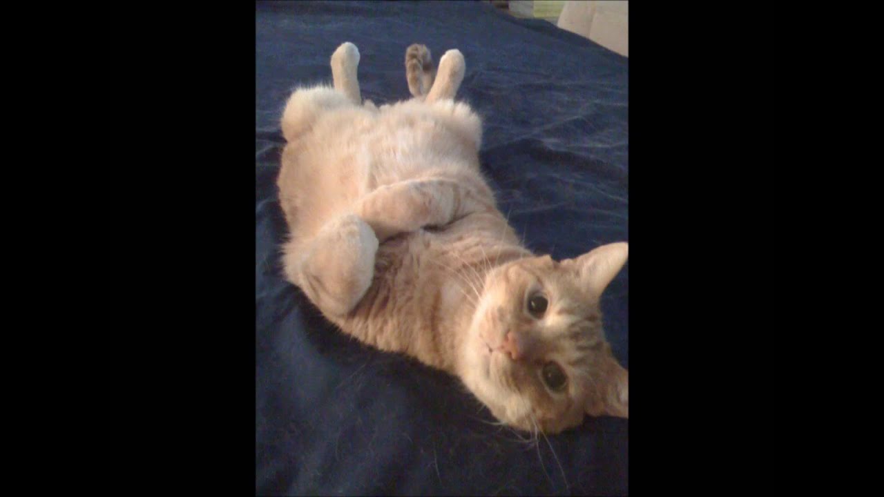 Leo the Cat - Meow Meow Song and Meme Tribute - YouTube