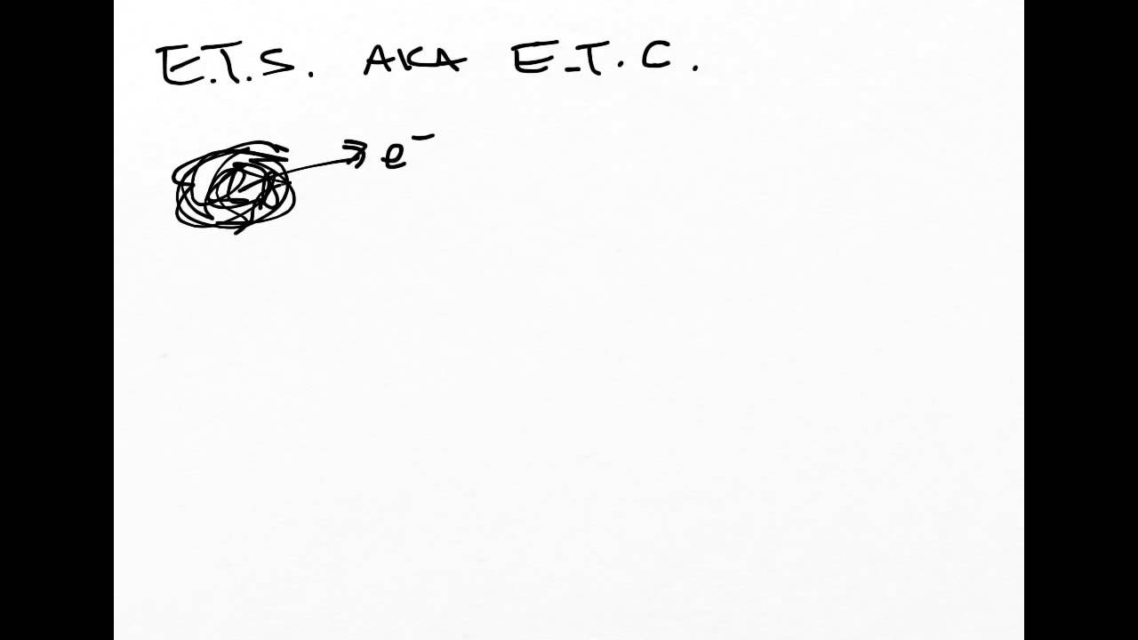 Metabolism basics - the ETS & the ATP Cycle - YouTube