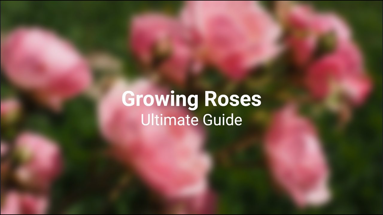 Growing Roses - The Ultimate Guide - YouTube