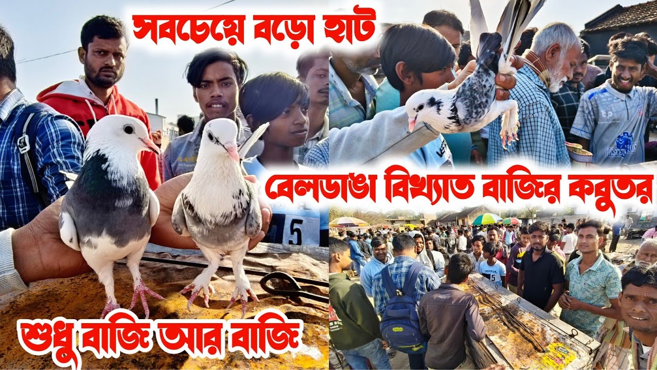 দেশি গিরিবাজ কবুতর' ফেমাস Beldanga Hat Murshidabad | Beldanga Pigeon ...