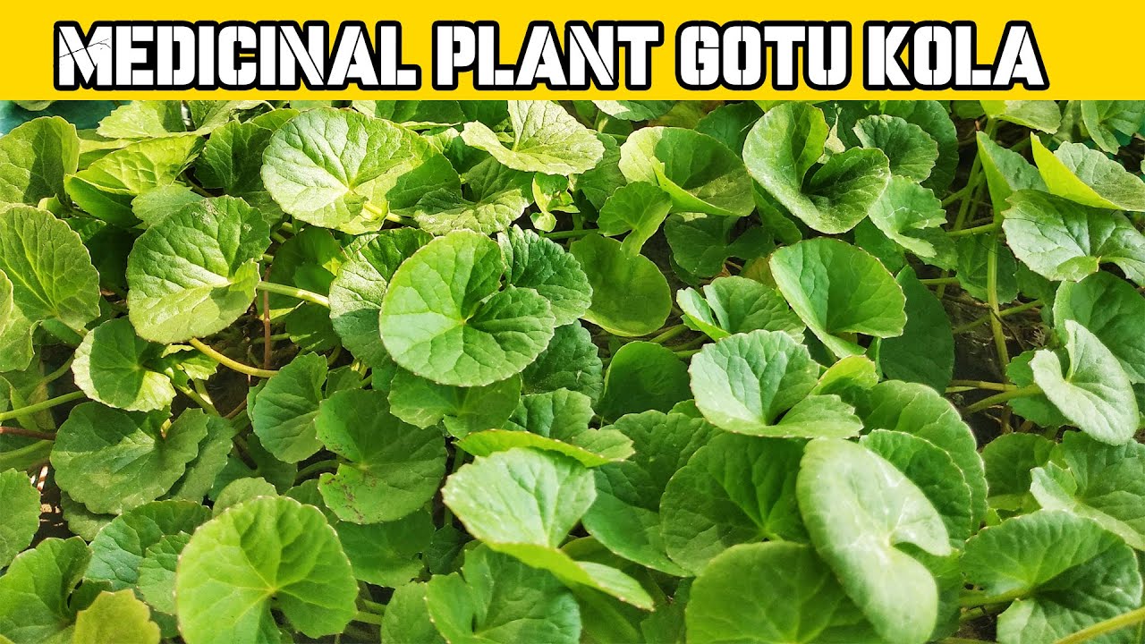 How To Grow Medicinal Plant Gotu Kola at Home - YouTube