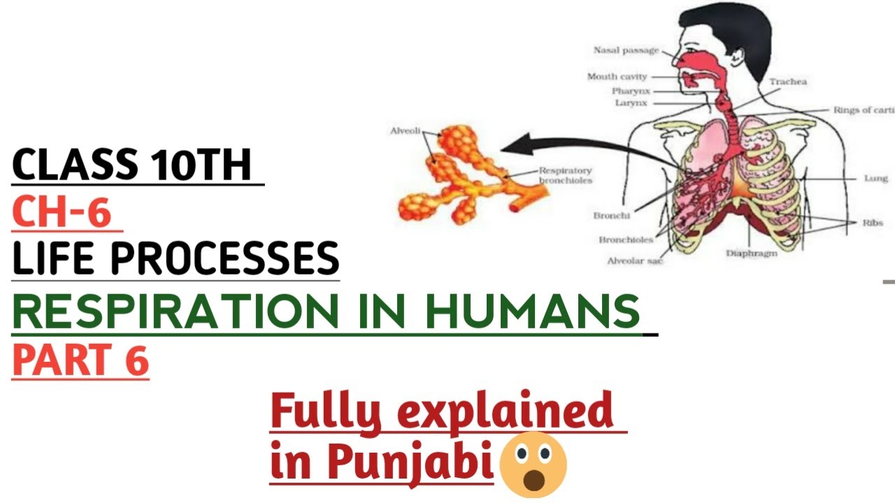 NCERT CLASS 10TH CH -6 LIFE PROCESSES// RESPIRATION IN HUMANS//PART ...