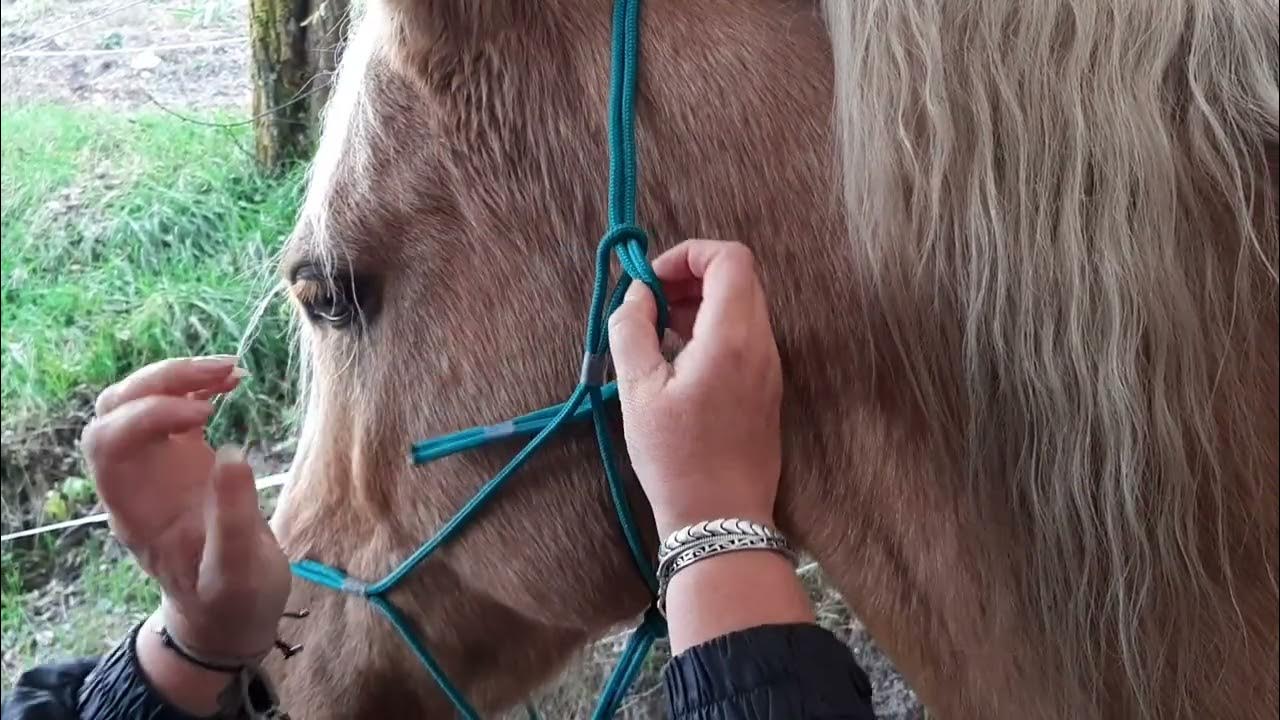 🐎 Trucs/Astuces/Tutos/Divers 1 "FAIRE LE NŒUD D'UN LICOL EN CORDE / LICOL ÉTHOLOGIQUE" 🐎 - YouTube