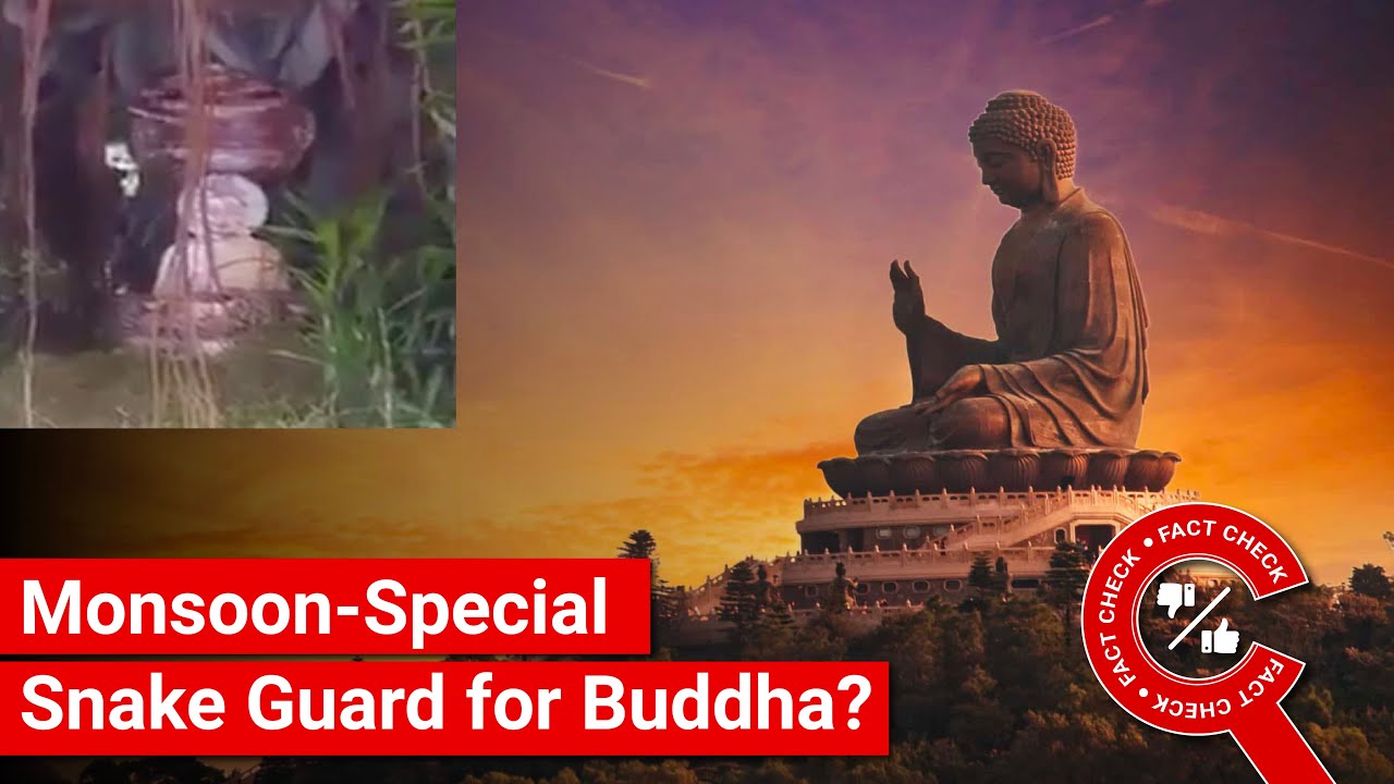 FACT CHECK: Does Video Show 15-Foot Snake around Buddha Statue in ...