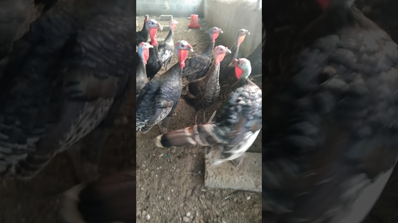 🦃🦃🤩🤩Vankoli 3 months . subscribe for more vedios only show - YouTube