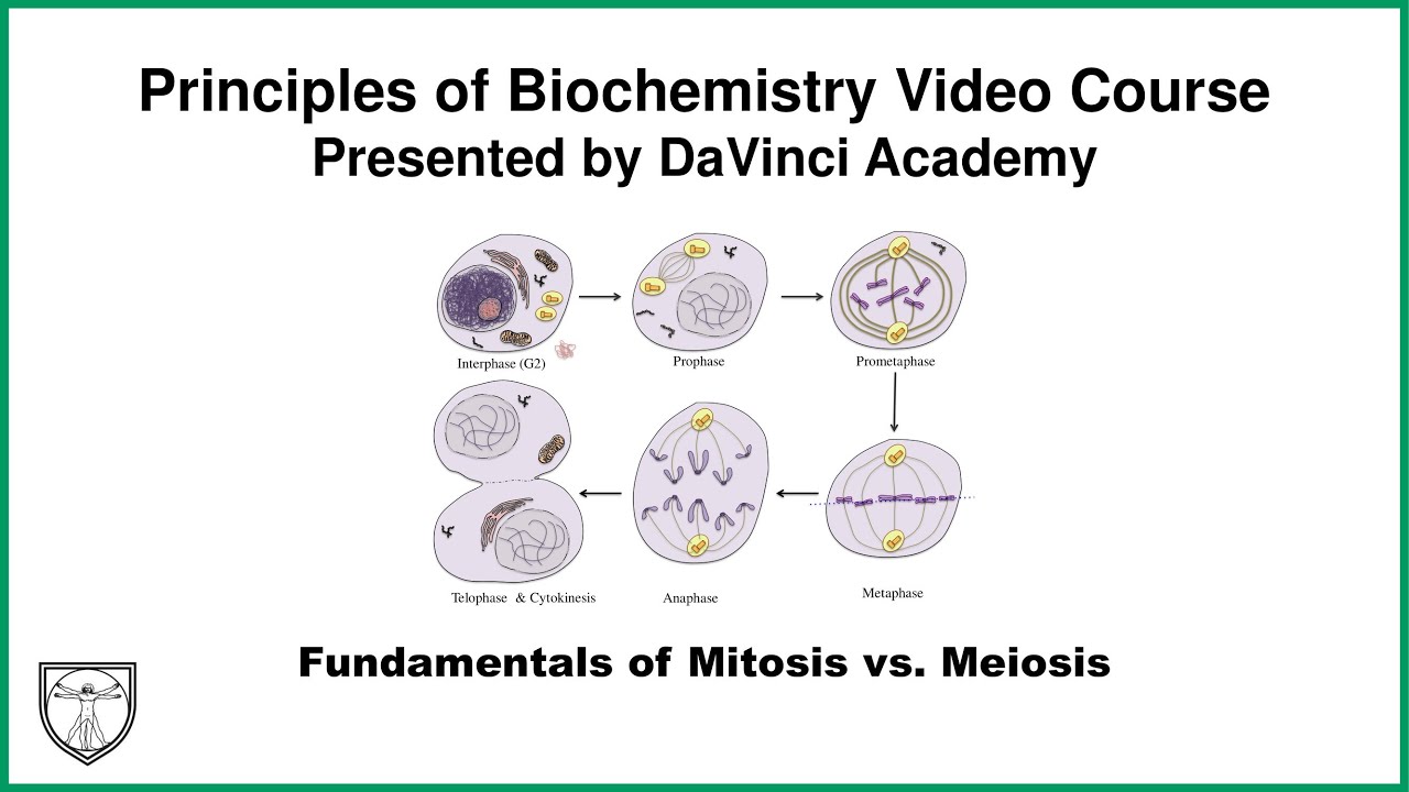 Fundamentals of Mitosis vs. Meiosis [Molecular Biology 7 of 11] - YouTube