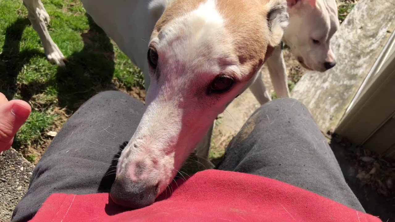 Dog Day of Fun - YouTube