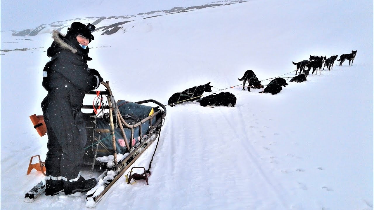 Dog sledding in Svalbard by Arctic Husky Travellers - YouTube