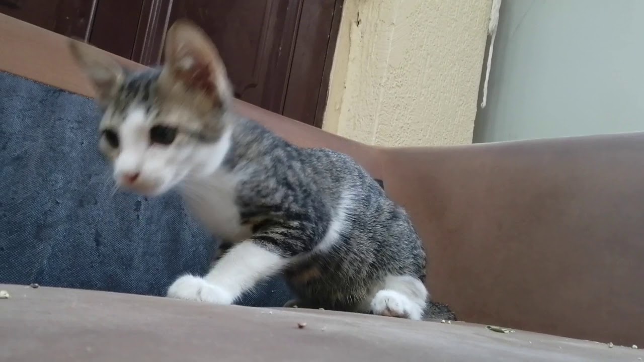 Beautiful kitty making video - YouTube