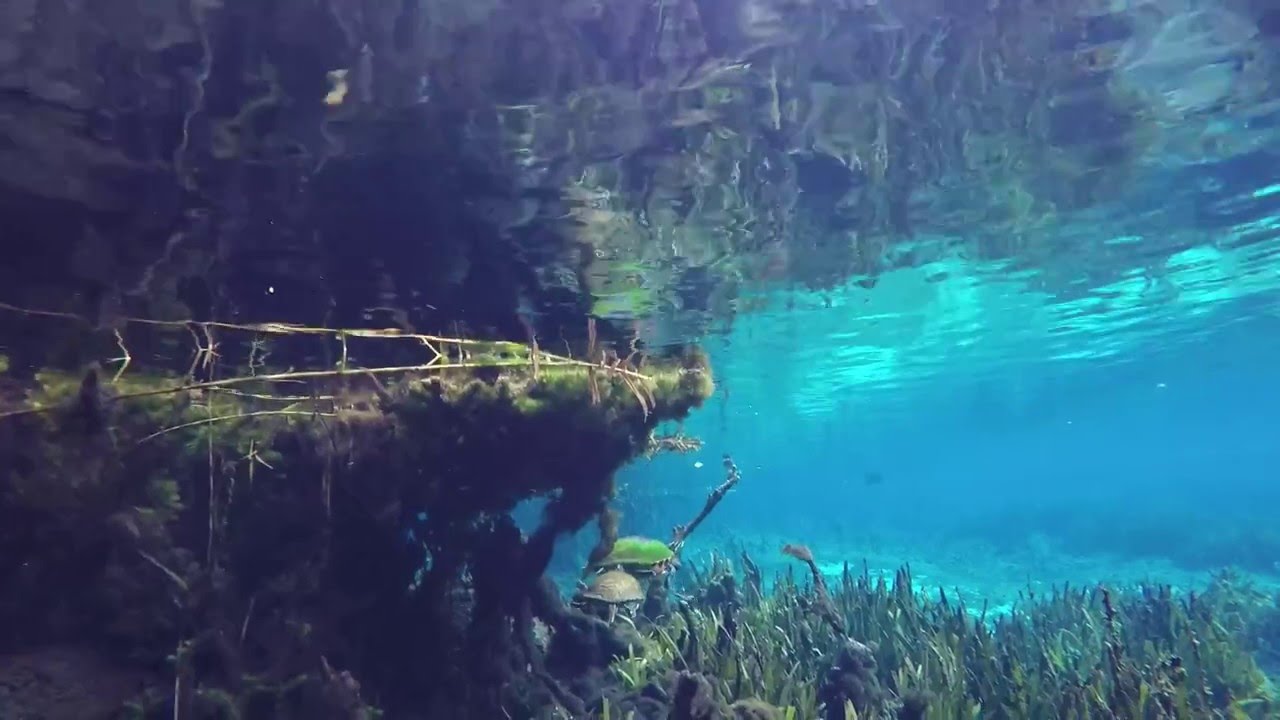Turtles swim to avoid #BeefCornellUGA snorkeling at Alexander Springs ...
