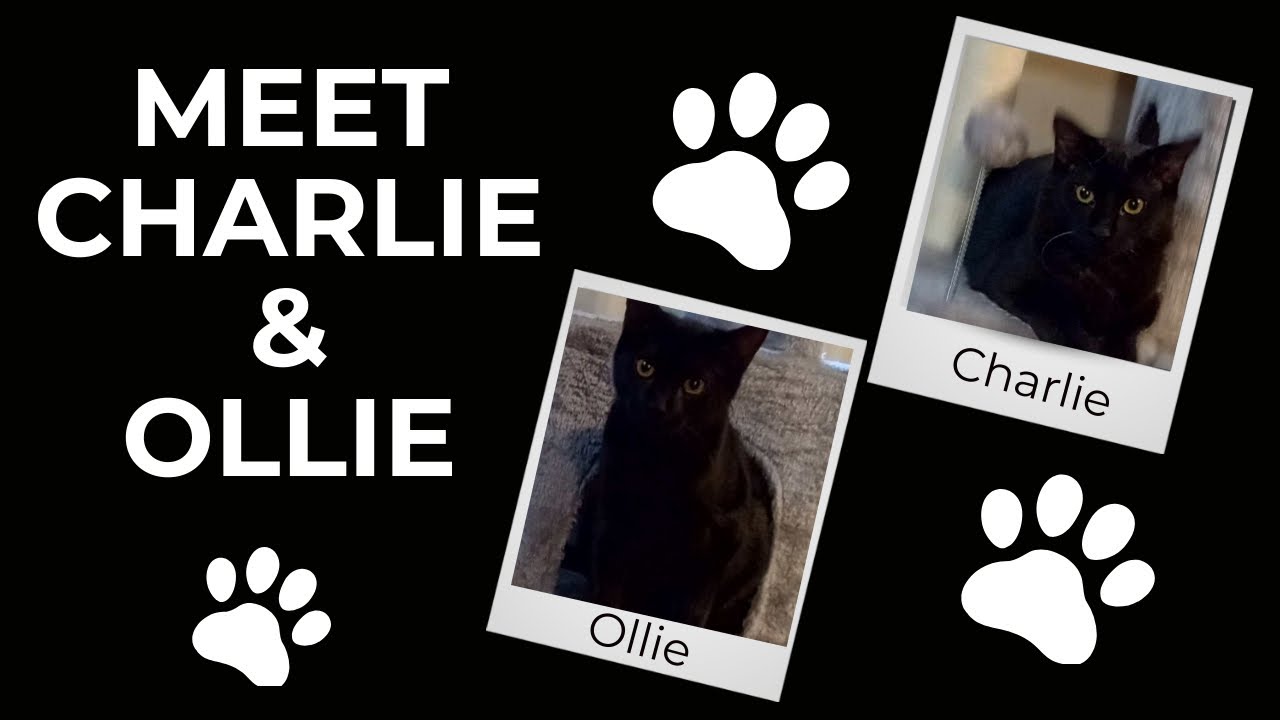 Meet Charlie and Ollie - YouTube