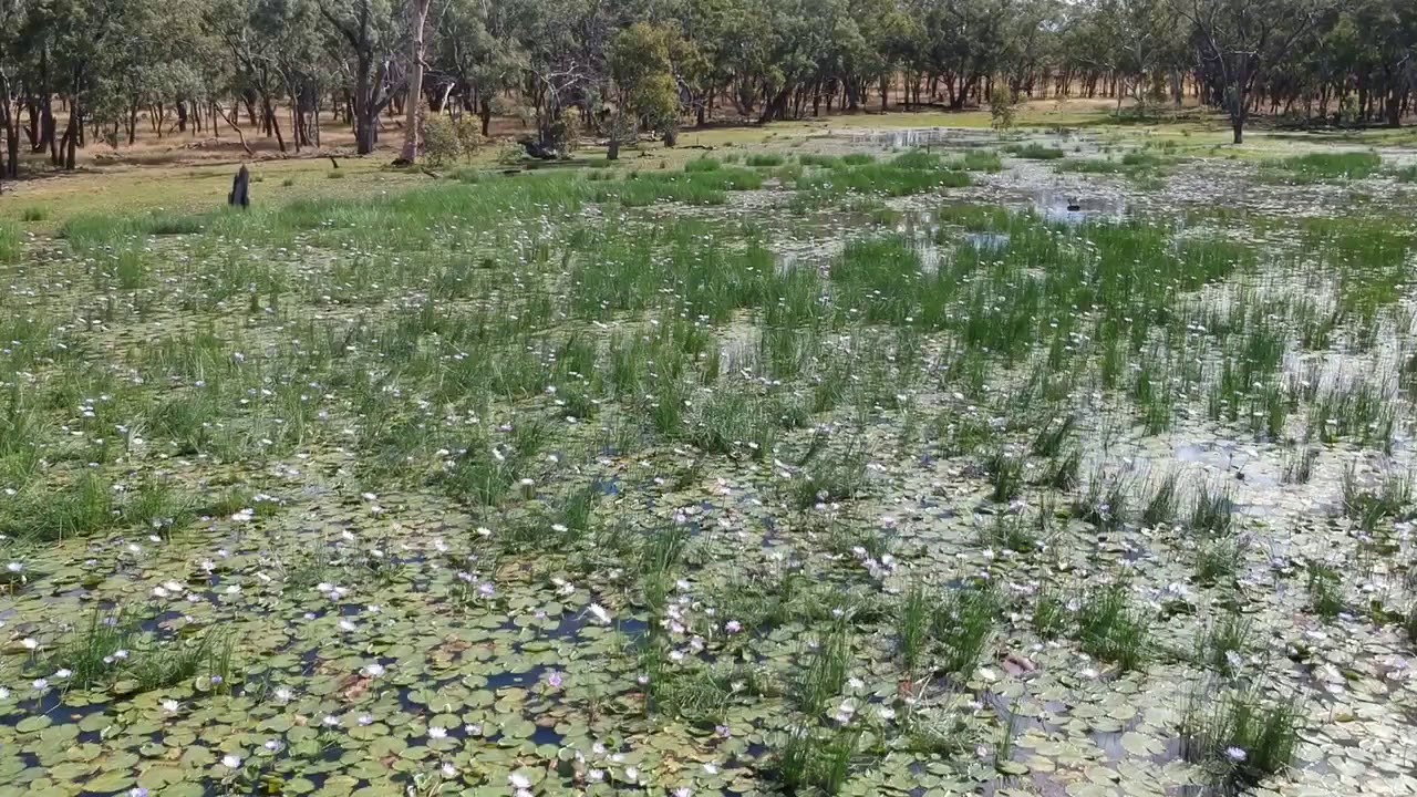 Chain Lagoons near Taroom - YouTube