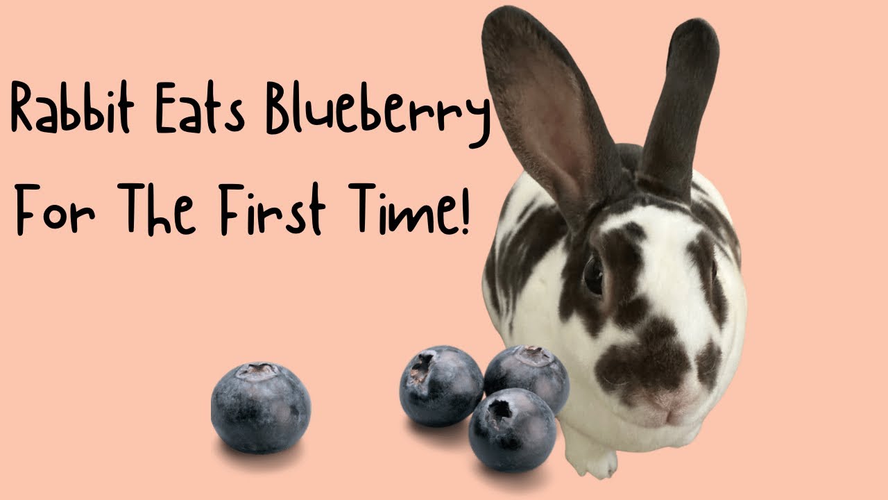 My Rabbit Try’s A Blueberry For The First Time! - YouTube