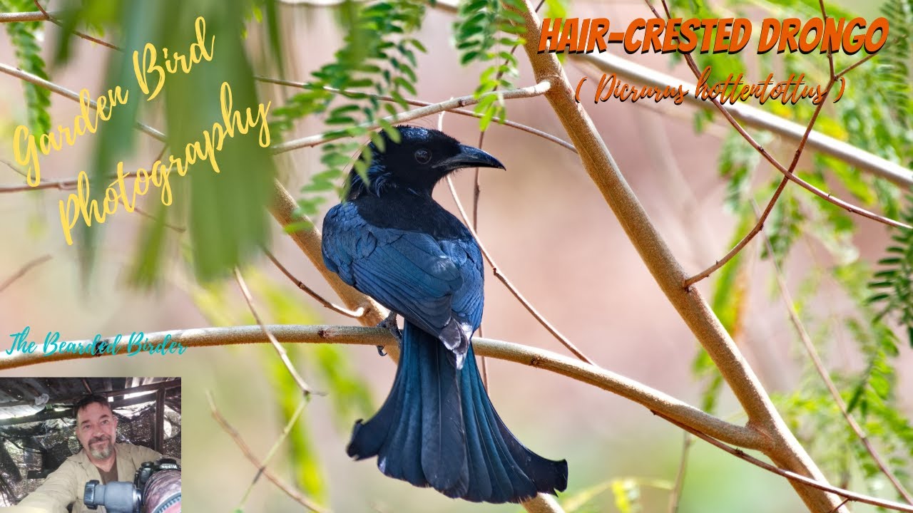 Hair-crested Drongo ( Dicrurus hottentottus) || Amazing Birds of ...